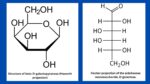 Galactose Metabolism - Steps, Importance, Leloir Pathway - Biology ...
