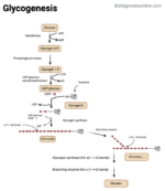 Glycogenolysis - Enzymes, Steps, Regulation, Functions - Biology Notes ...