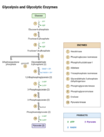 cGMP Pathway – Definition, Steps, Functions, Regulation - Biology Notes ...