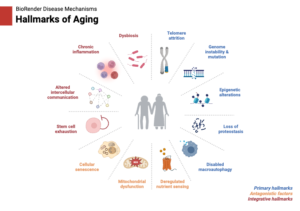 Telomeres - Structure, Aging, Shortening, Functions - Biology Notes Online