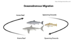 Migration in Fishes - Causes, Types, Methods, Significance - Biology ...