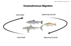 Migration in Fishes - Causes, Types, Methods, Significance - Biology ...