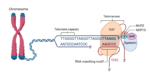 Telomerase - Structure, Mechanism, Regulation, Functions - Biology ...