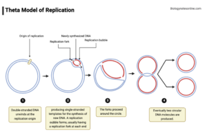 Various model of Replication - Theta, rolling circle, and linear DNA ...