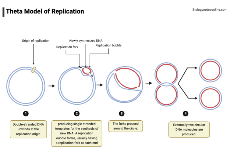 Theta Model of Replication - Steps, Applications, Examples - Biology ...