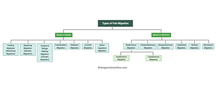 Migration in Fishes - Causes, Types, Methods, Significance - Biology ...