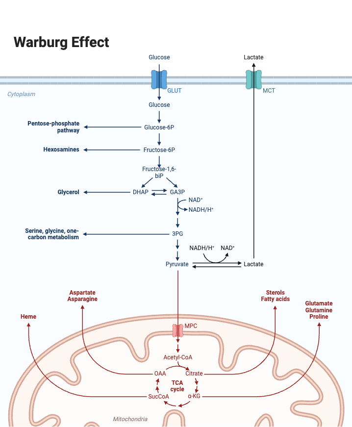 Glycolysis Diagram Biology