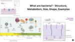 Bacterial Growth Curve Protocol - Biology Notes Online