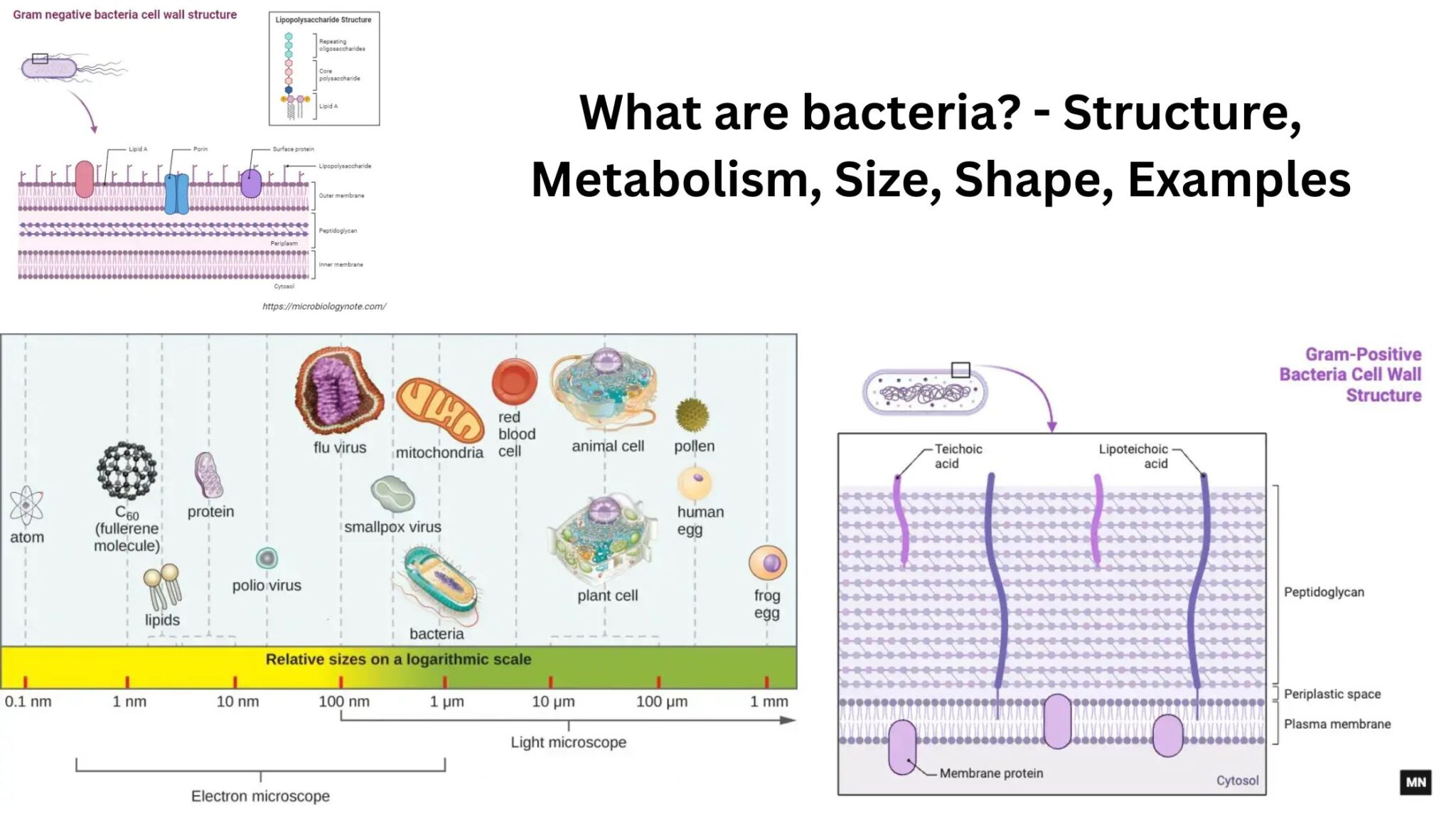 Bacterial Conjugation - Definition, Steps, Importance Examples ...