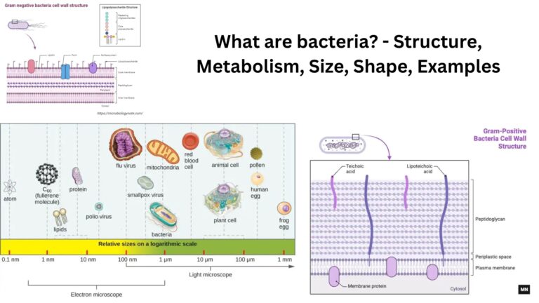 Bacteriology- Microbiology Note