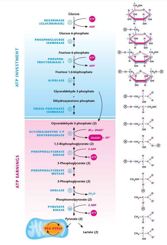 Glycolysis Diagram With Enzymes Glycolysis Definition, Steps,