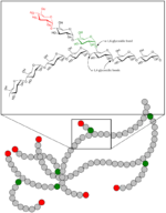 Glycogenolysis - Enzymes, Steps, Regulation, Functions - Biology Notes ...