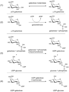 Galactose Metabolism - Steps, Importance, Leloir Pathway - Biology ...