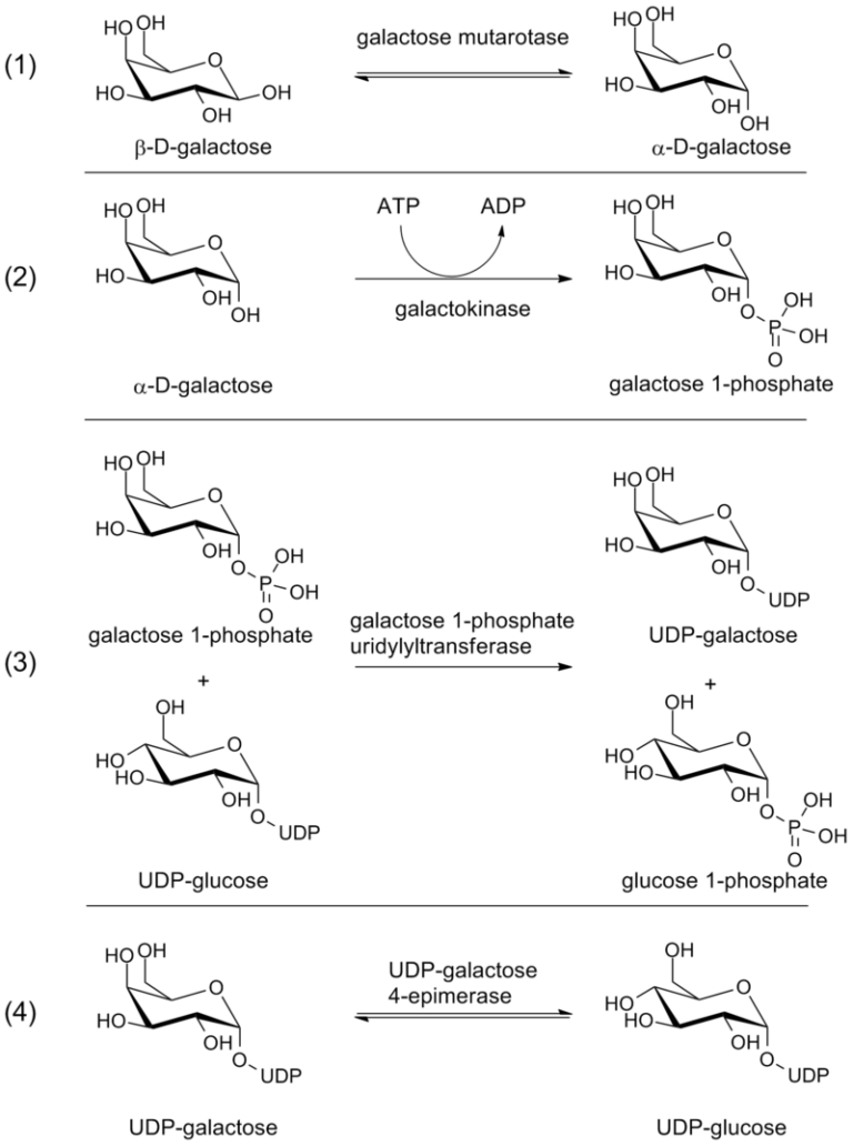 Galactose Metabolism - Steps, Importance, Leloir Pathway - Biology ...