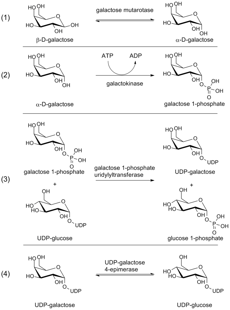 Galactose Metabolism - Steps, Importance, Leloir Pathway - Biology ...