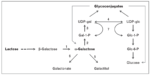 Galactose Metabolism - Steps, Importance, Leloir Pathway - Biology ...