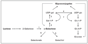 Galactose Metabolism - Steps, Importance, Leloir Pathway - Biology ...