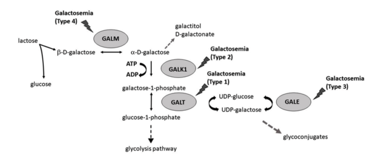 Galactose Metabolism - Steps, Importance, Leloir Pathway - Biology ...