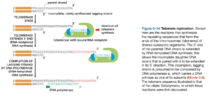 Various model of Replication - Theta, rolling circle, and linear DNA ...