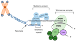 Telomerase - Structure, Mechanism, Regulation, Functions - Biology ...