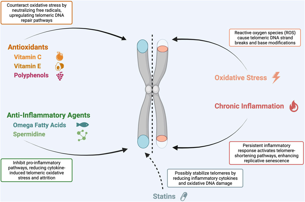 Telomeres - Structure, Aging, Shortening, Functions - Biology Notes Online