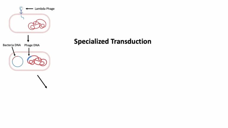 Prokaryotic DNA Replication Animated Video - Biology Notes Online