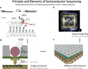 What is Semiconductor Sequencing? - Principle, procedure, uses ...