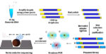 Sanger Sequencing - Principle, Steps, Advantages, Uses - Biology Notes ...