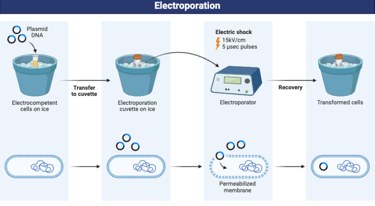 Electroporation - Principle, Steps, Applications - Biology Notes Online