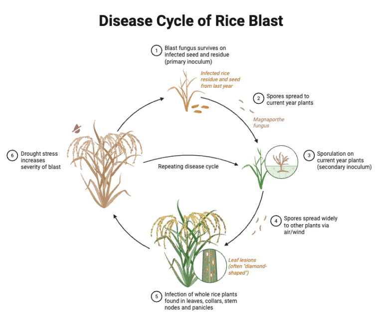 Fusarium Wilt - Causes, Hosts, Symptoms, Diagnosis, Prevention ...