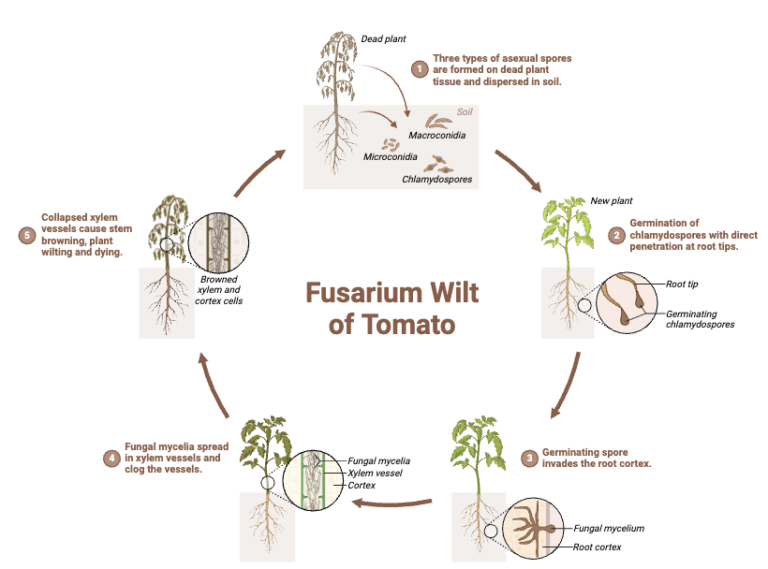 Fusarium Wilt - Causes, Hosts, Symptoms, Diagnosis, Prevention ...