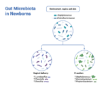 Human Microbiome and Normal Flora of Human Body - Biology Notes Online