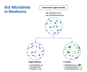 Human Microbiome and Normal Flora of Human Body - Biology Notes Online