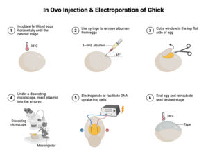 Electroporation - Principle, Steps, Applications - Biology Notes Online