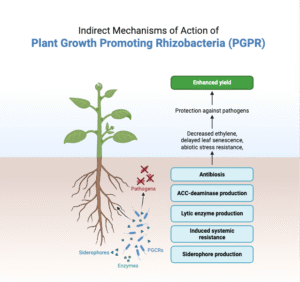 Rhizosphere - Definition, Bacteria, Structure, Importance - Biology ...