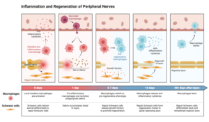Peripheral Nervous System - Structure, Functions, Types - Biology Notes ...