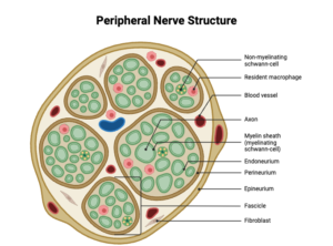 Peripheral Nervous System - Structure, Functions, Types - Biology Notes ...