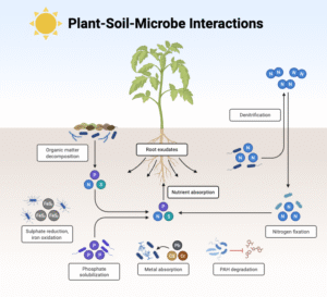 Rhizosphere - Definition, Bacteria, Structure, Importance - Biology ...