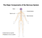 Peripheral Nervous System - Structure, Functions, Types - Biology Notes ...
