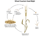 Fusarium Wilt - Causes, Hosts, Symptoms, Diagnosis, Prevention ...