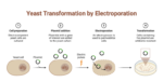Electroporation - Principle, Steps, Applications - Biology Notes Online
