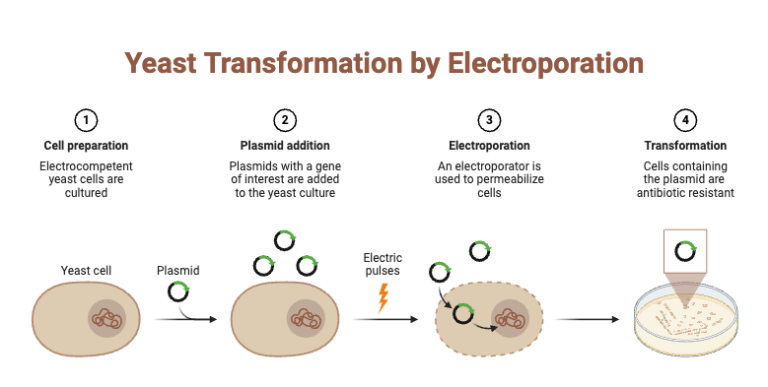 Post-transcriptional Modification - Definition, Types, Process ...