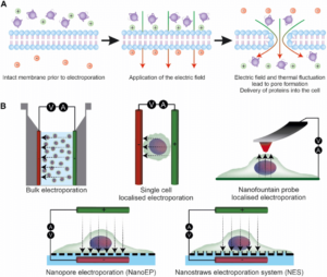 Electroporation - Principle, Steps, Applications - Biology Notes Online