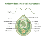 Chlamydomonas - Life Cycle, Habitat, Structure, Examples - Biology ...
