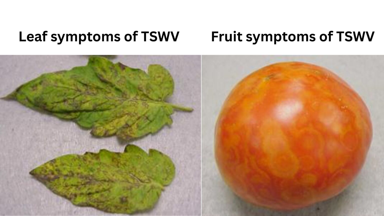 Tomato Spotted Wilt Virus (TSWV) - Life Cycle, Structure, Symptoms ...