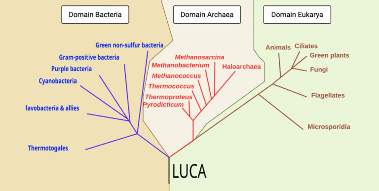 Three-domain system - Carl Woese’s Classification - Biology Notes Online
