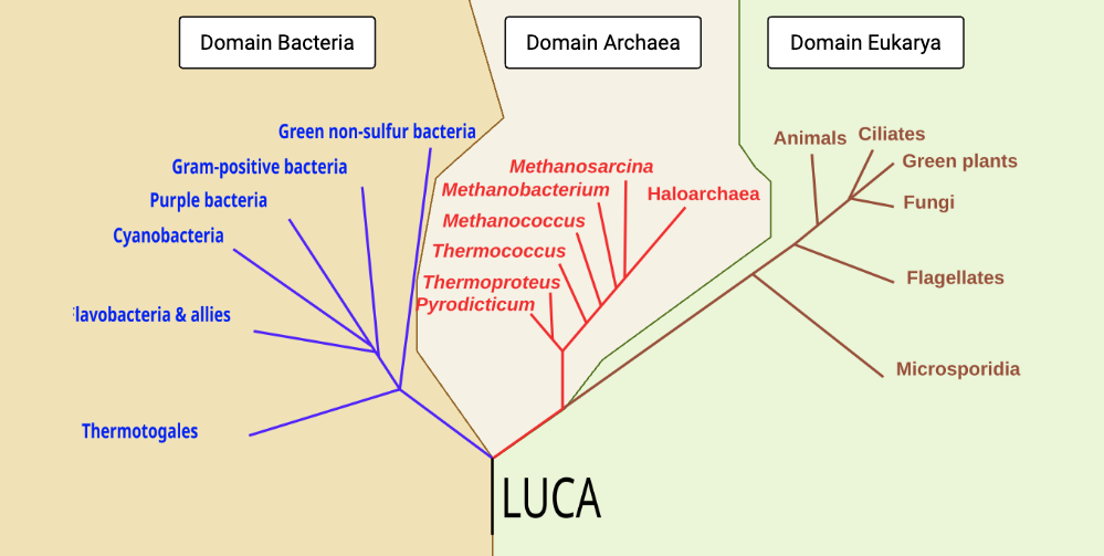 Three-domain System - Carl Woese’s Classification - Biology Notes Online