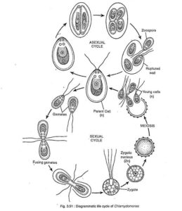 Chlamydomonas - Life Cycle, Habitat, Structure, Examples - Biology ...