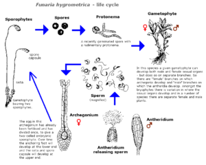 Funaria - Structure, Characteristics, Reproduction - Biology Notes Online
