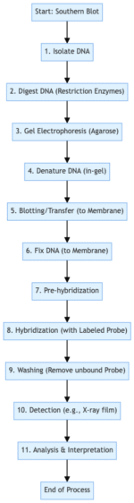 Southern Blot - Definition, Principle, Steps, Importance - Biology ...